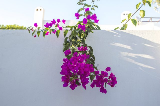 Borace: cos'è, a cosa serve e dove trovarlo | Ohga!