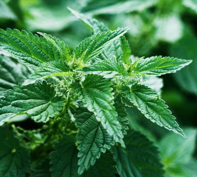 Ortica: proprietà e benefici | Ohga!