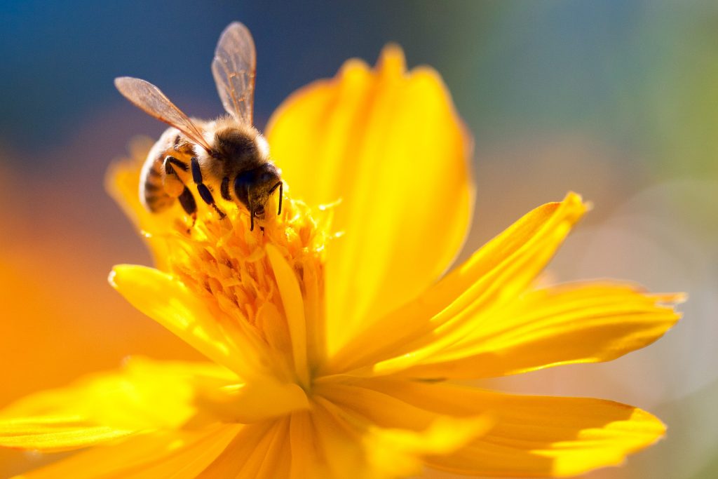 Le api e le piante comunicano fra loro: quando i fiori sentono il ...