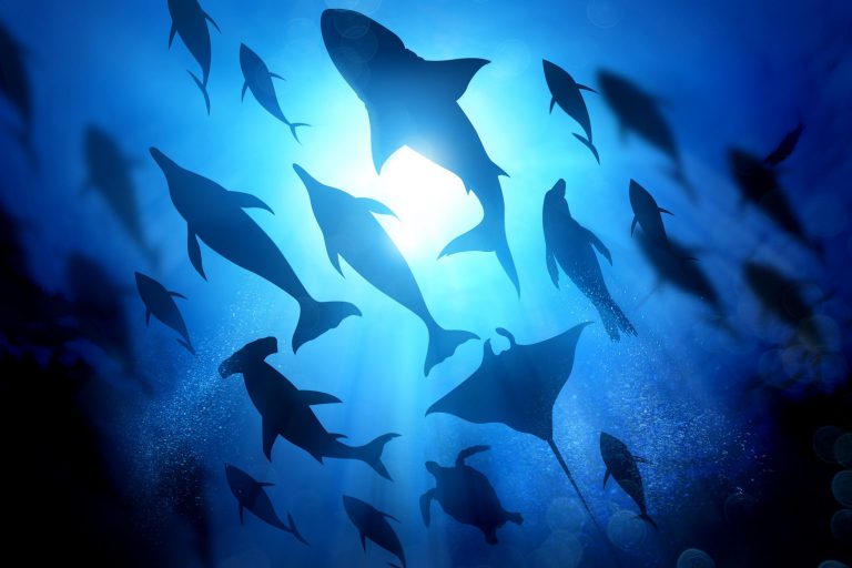 Animali marini: 6 specie a rischio estinzione | Ohga!