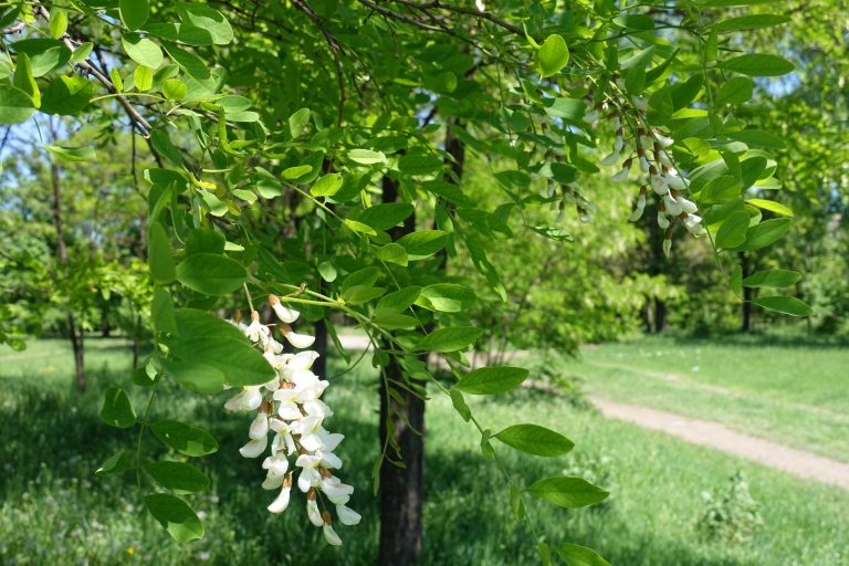 Le proprietà dei fiori di acacia: i benefici e le controindicazioni di ...