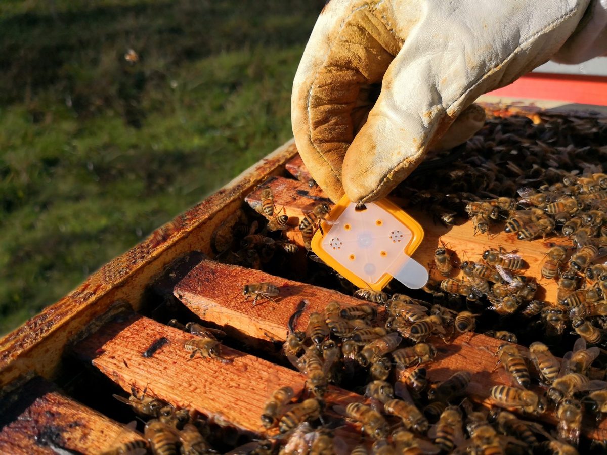 Le api stanno sparendo: adotta un alveare, in casa o a distanza | Ohga!