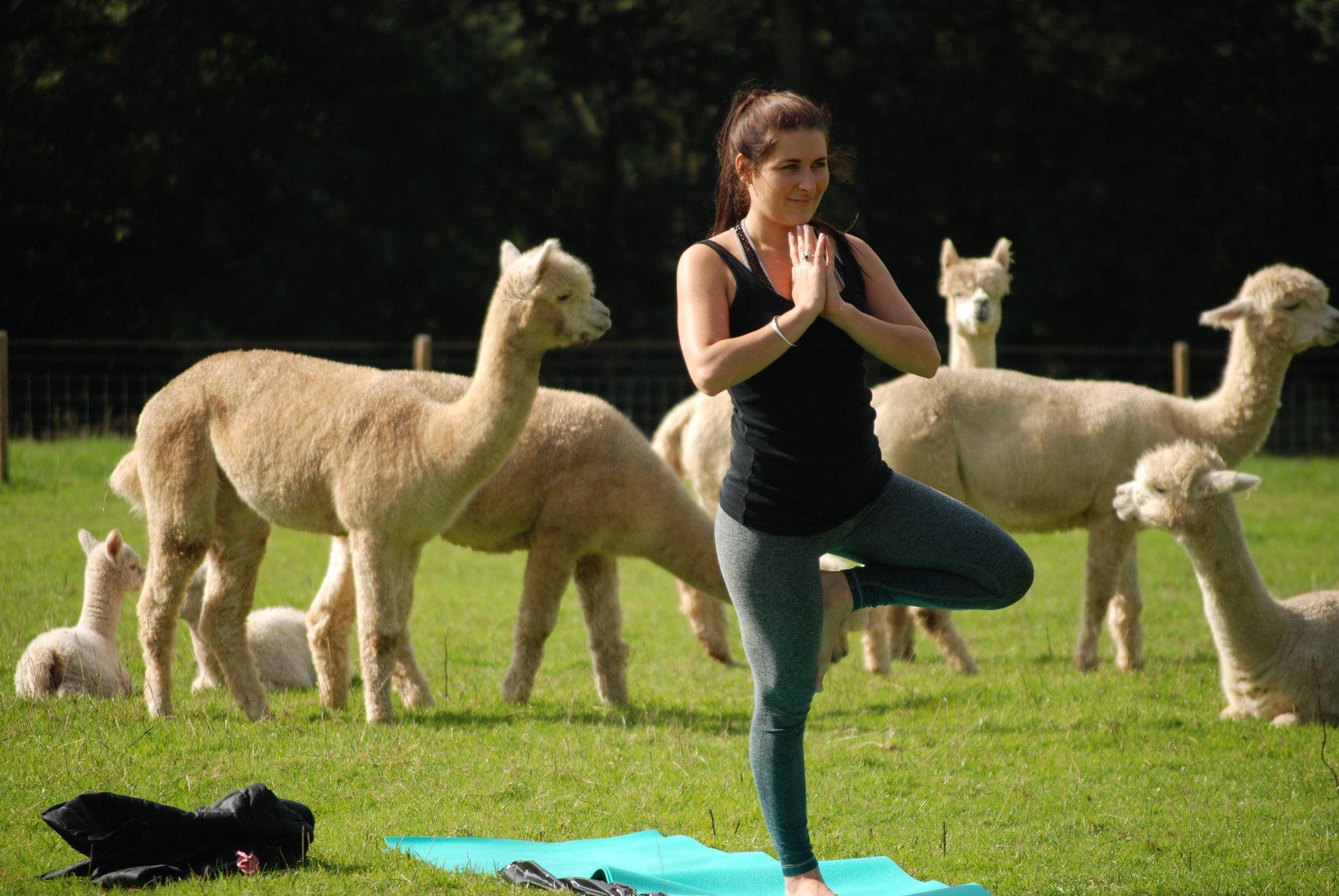 Yoga con gli alpaca, ecco come (e perché) rilassarti insieme a loro | Ohga!