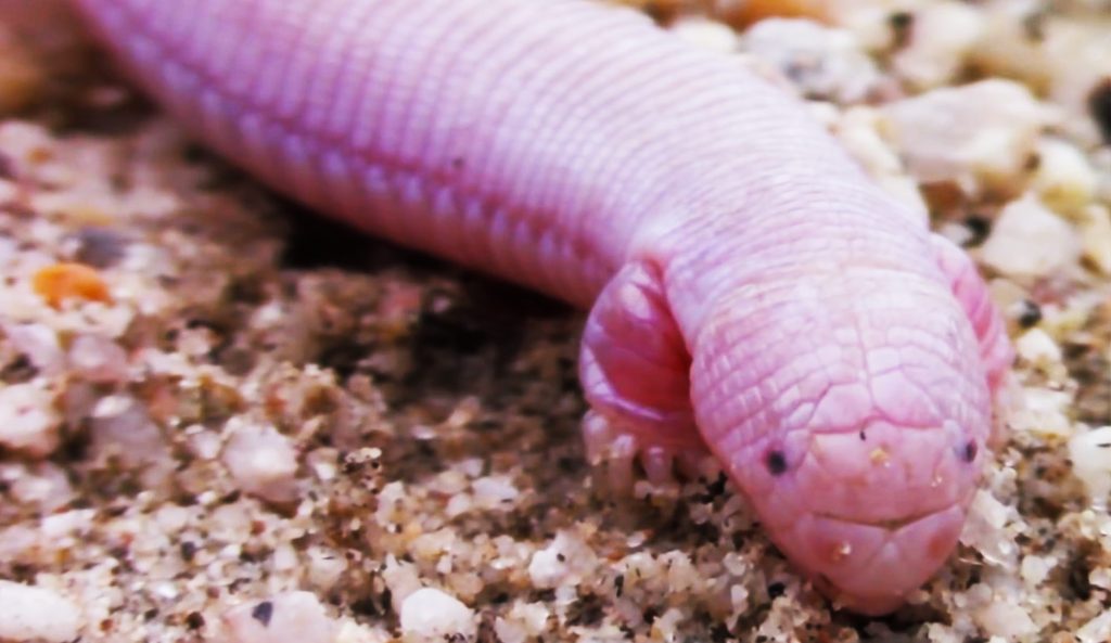 Il Bipes Biporus, la lucertola rosa che scava profonde gallerie con le ...