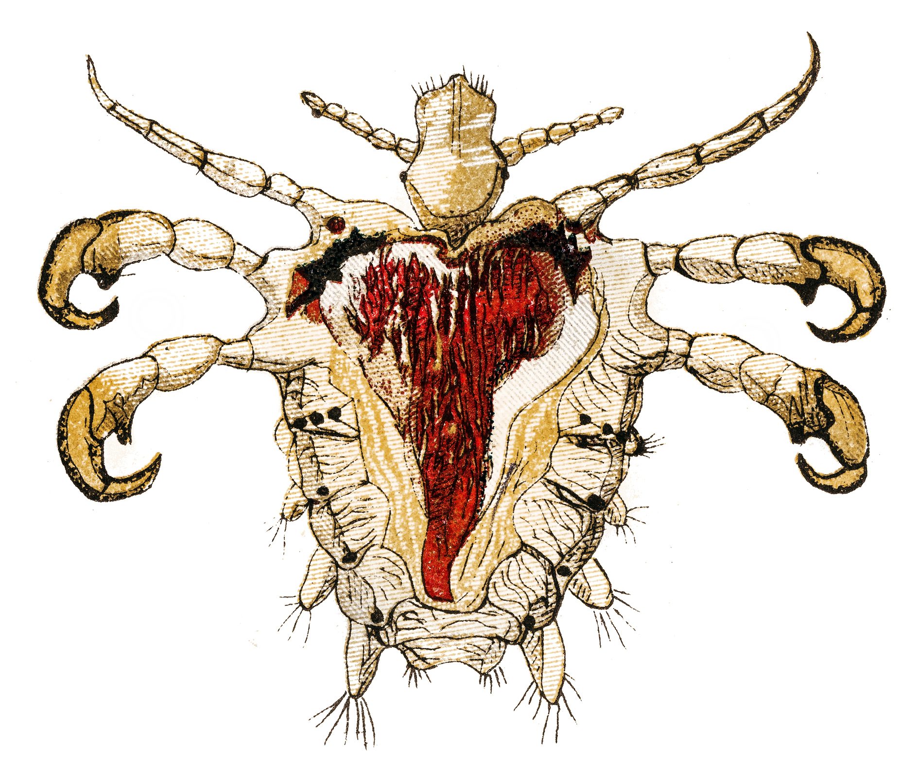 Piattole (o pidocchi del pube): sintomi e cura della pediculosi | Ohga!