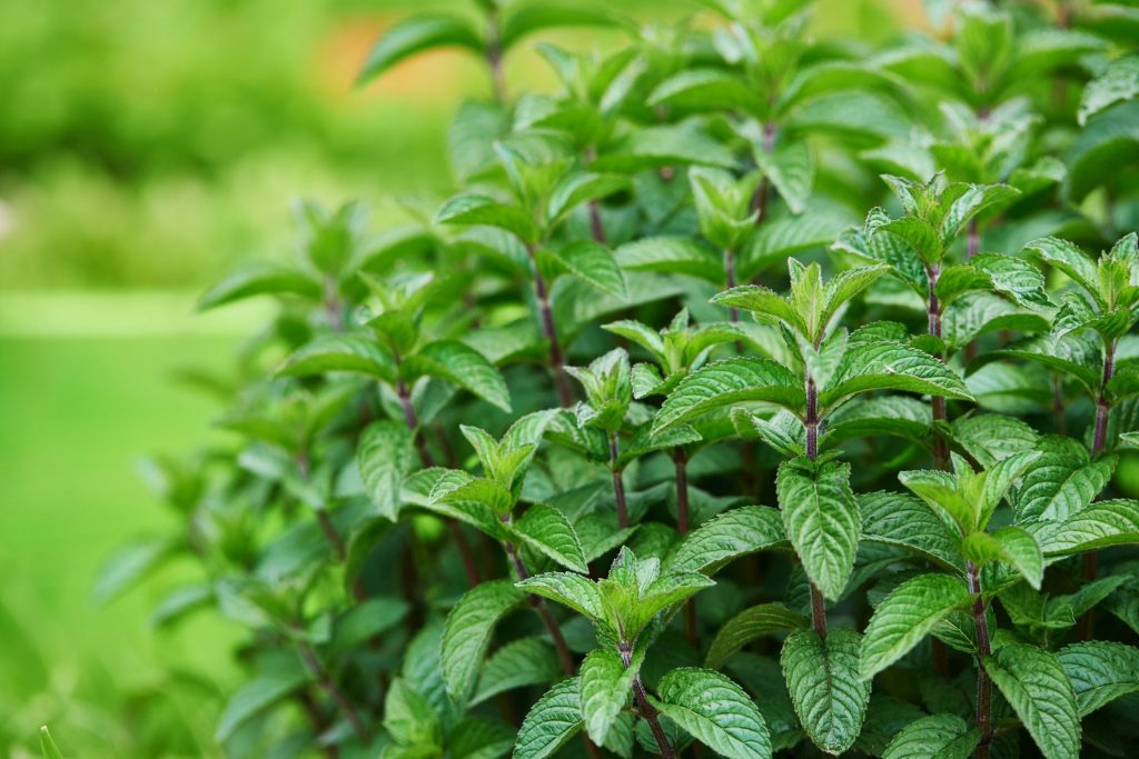 Menta piperita, le proprietà e le controindicazioni di questa famosa ...