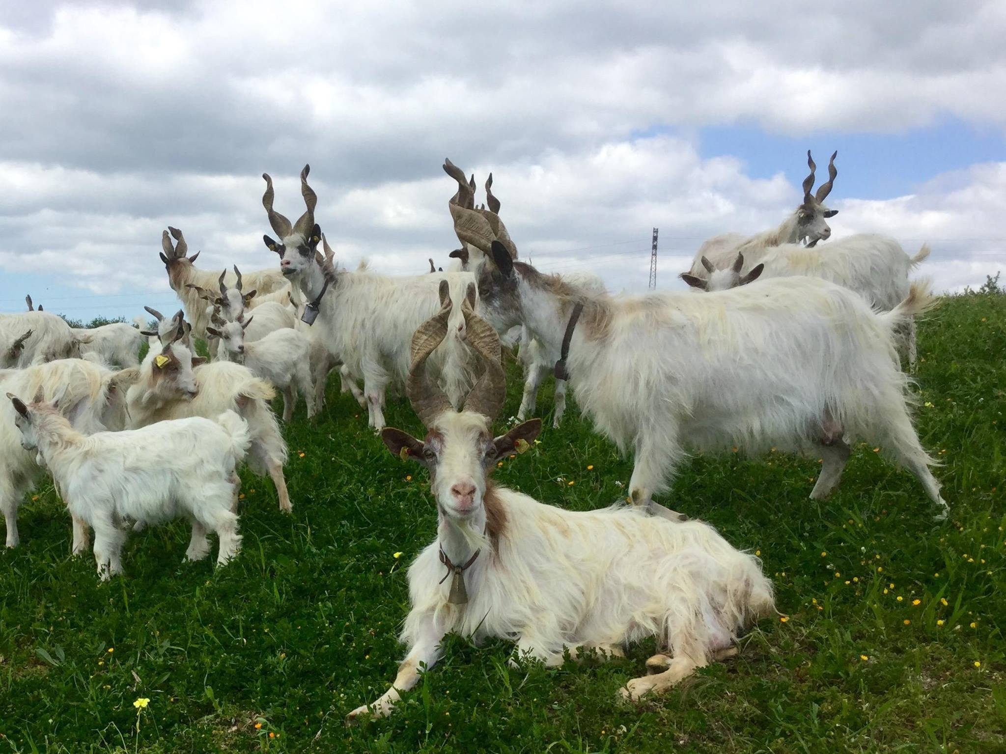 Dall'essere a un passo dall'estinzione a diventare un'eccellenza del ...