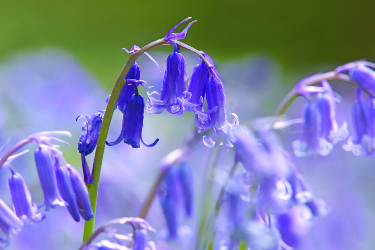 4 fiori perenni che fioriscono ogni anno | Ohga!