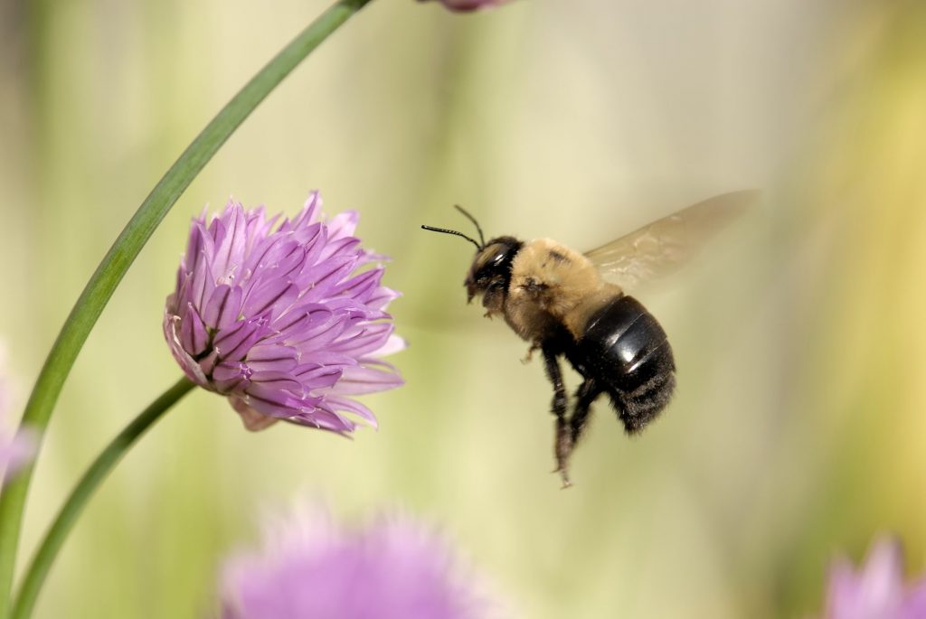 I bombi a rischio estinzione: come faresti senza? | Ohga!