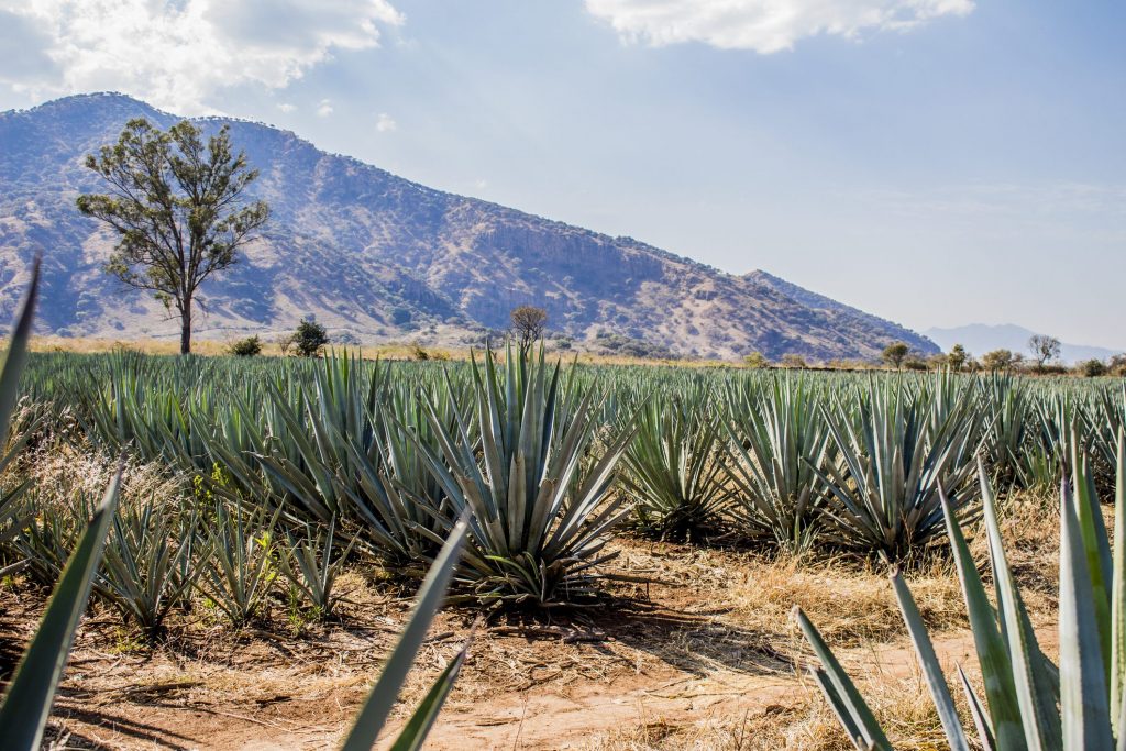 Agave: i consigli per coltivarla e curarla | Ohga!