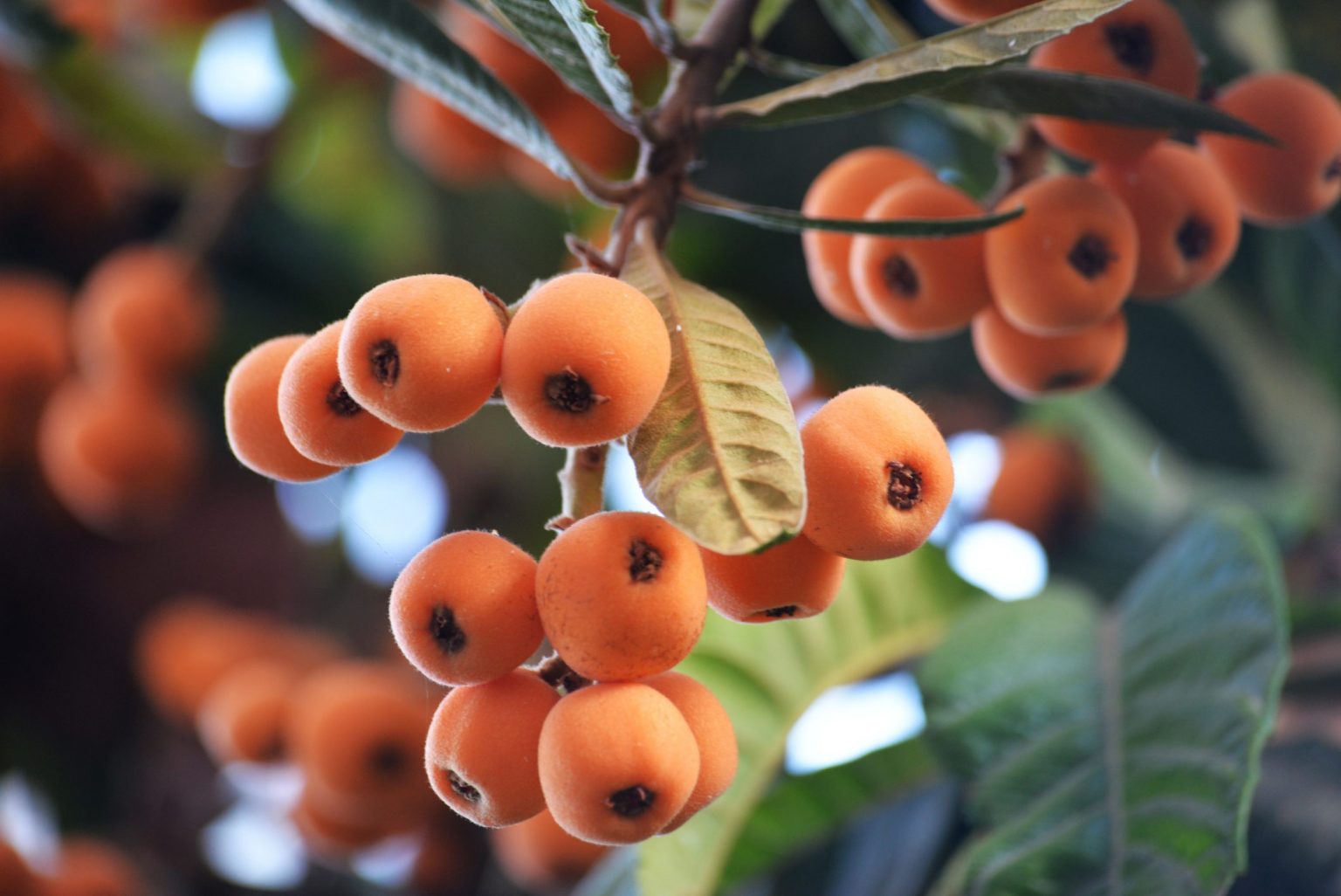 Nespole: quali sono i benefici e le controindicazioni di questo frutto ...