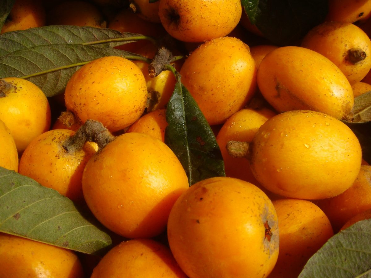 Come coltivare le nespole dal nocciolo: guida facile passo passo | Ohga!