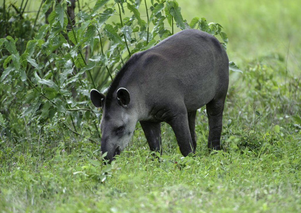 Tapiro nasce in una riserva del Brasile, gli esperti: "Che gioia" | Ohga!