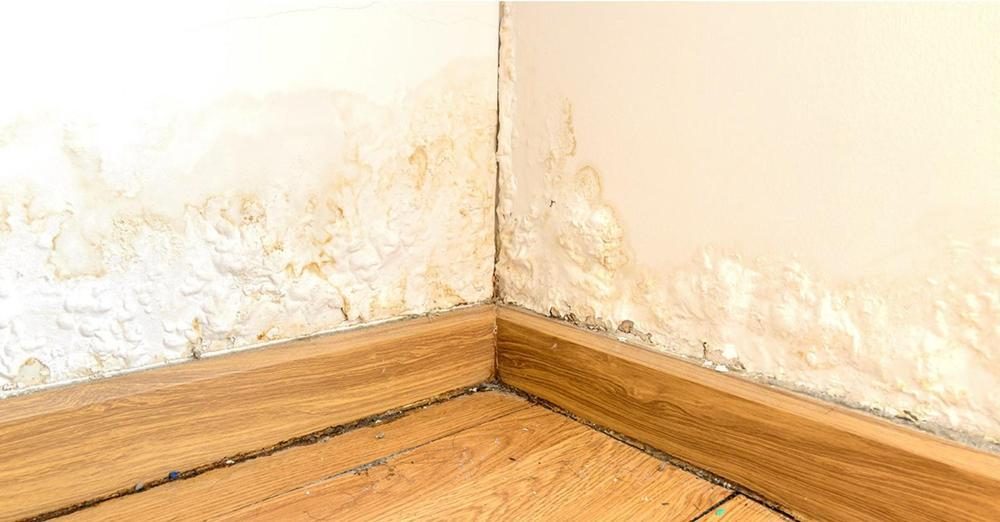 Come eliminare la muffa dai muri con rimedi naturali | Ohga!