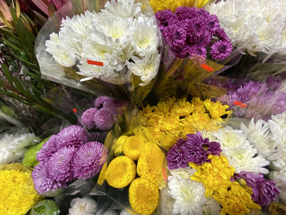 Il significato del garofano, il fiore che simboleggia amore e ...