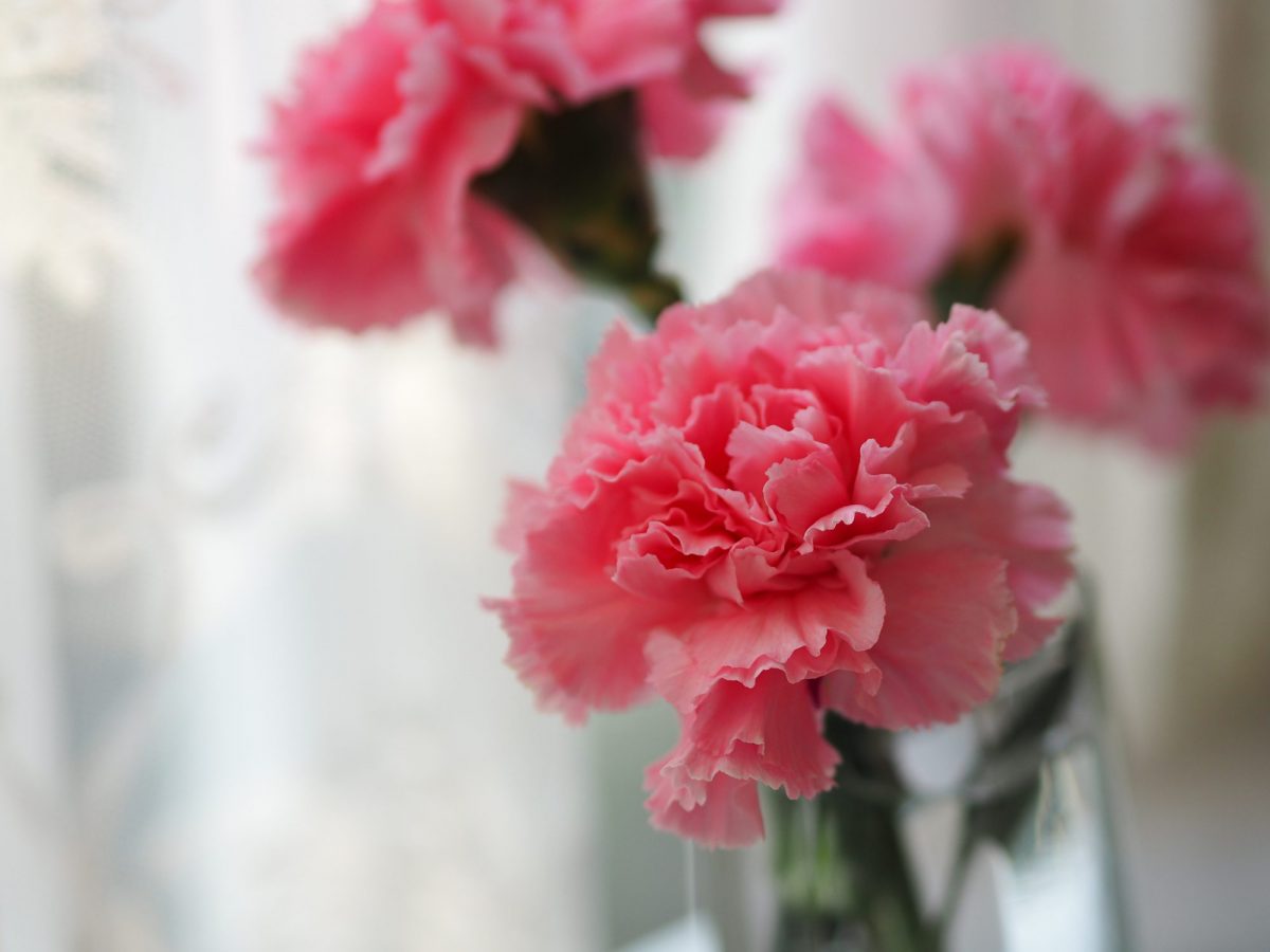 Come coltivare i garofani in giardino e in vaso: tutti i consigli | Ohga!