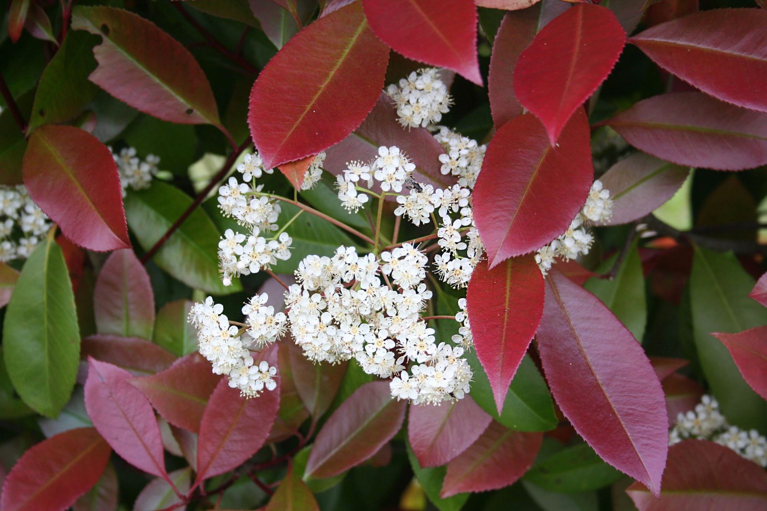 Photinia (fotinia): varietà e come coltivarla | Ohga!