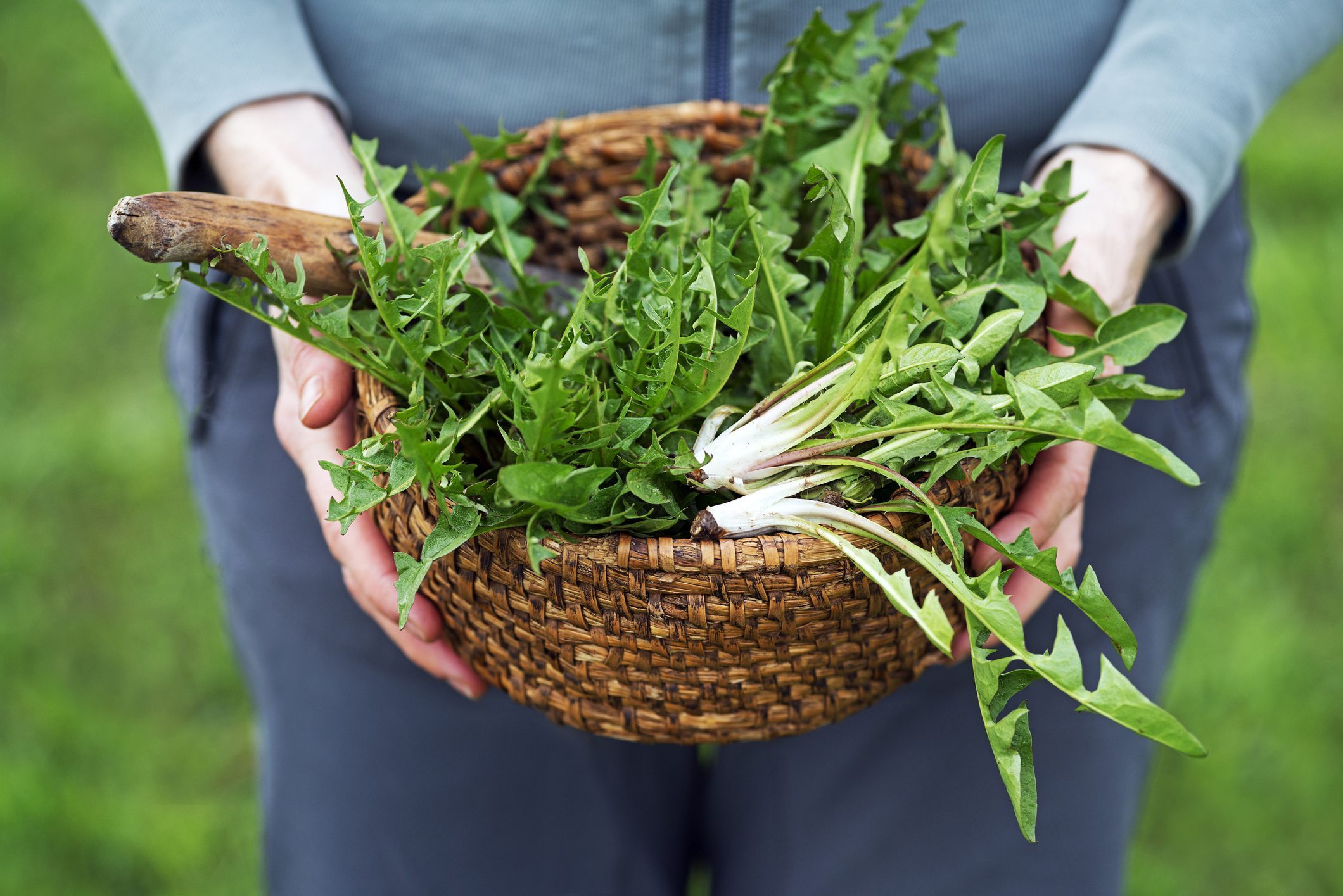 Le proprietà della cicoria: benefici, valori nutrizionali ...