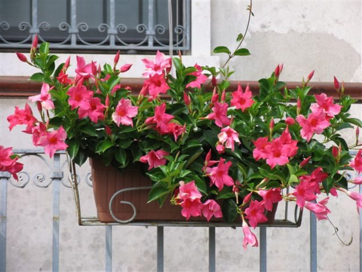 Gli 8 fiori estivi resistenti al sole che devi avere sul tuo balcone ...
