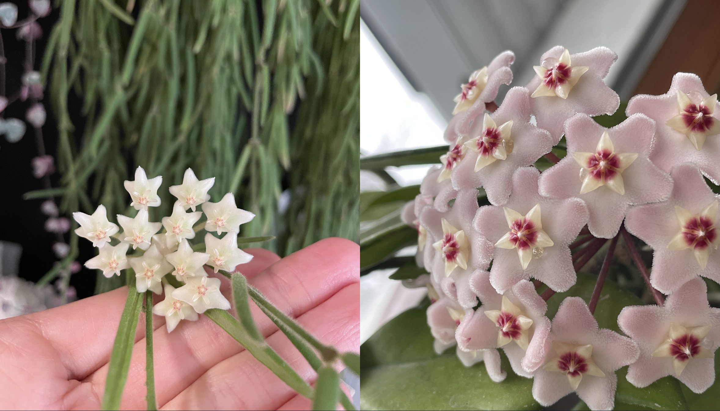 Fiore di cera: le regole per una fioritura perfetta | Ohga!
