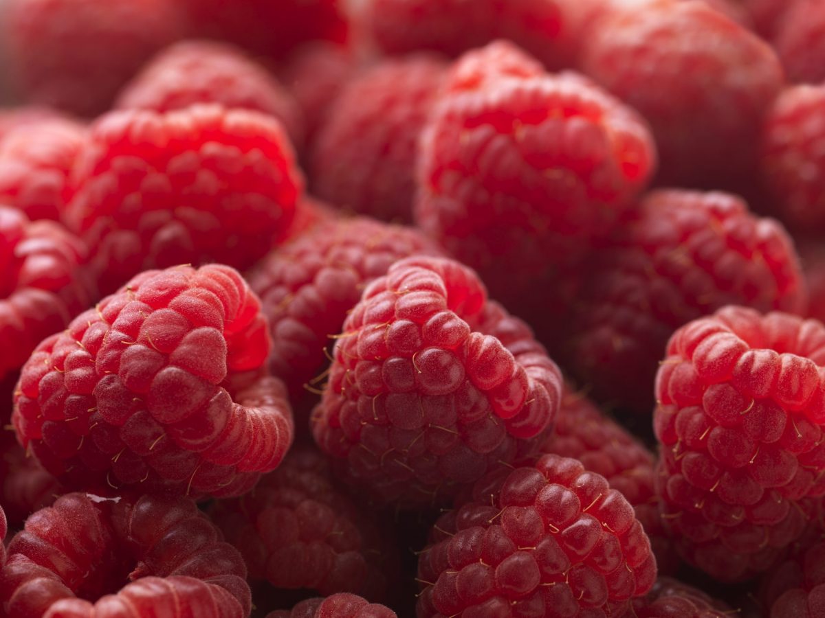 Lamponi: quali tipi esistono, proprietà e calorie | Ohga!