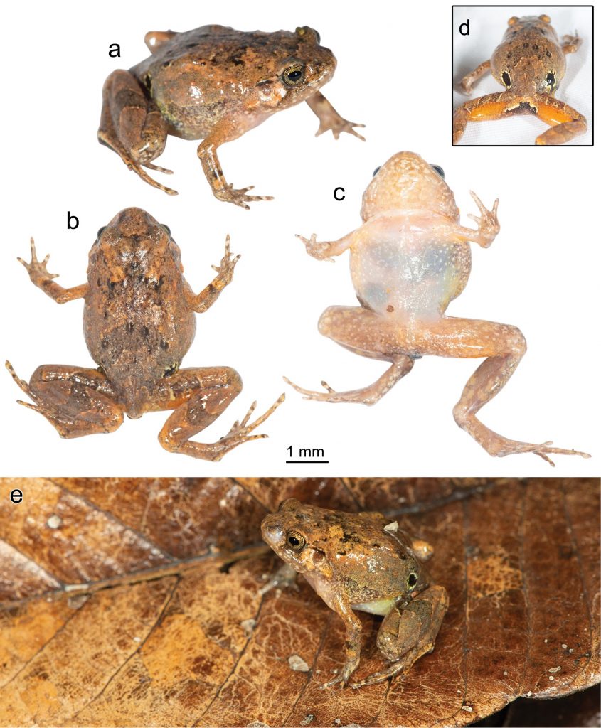 Madagascar, scoperta nuova specie di rana diamante | Ohga!