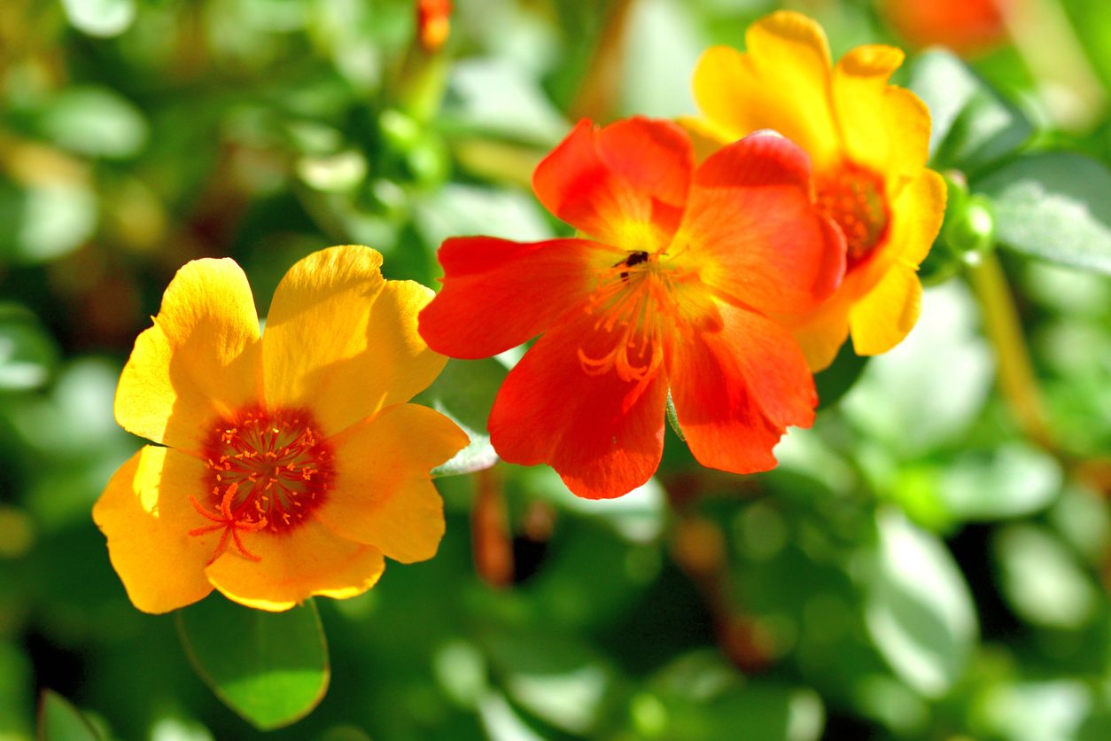 Portulaca: proprietà, come si coltiva e ricette | Ohga!