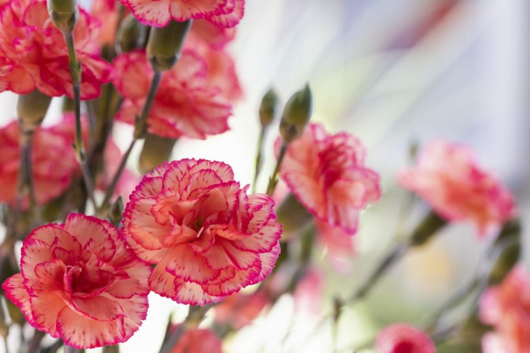 Come coltivare i garofani in giardino e in vaso: tutti i consigli | Ohga!
