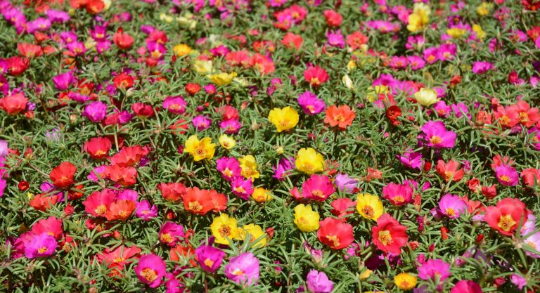Portulaca: proprietà, come si coltiva e ricette | Ohga!
