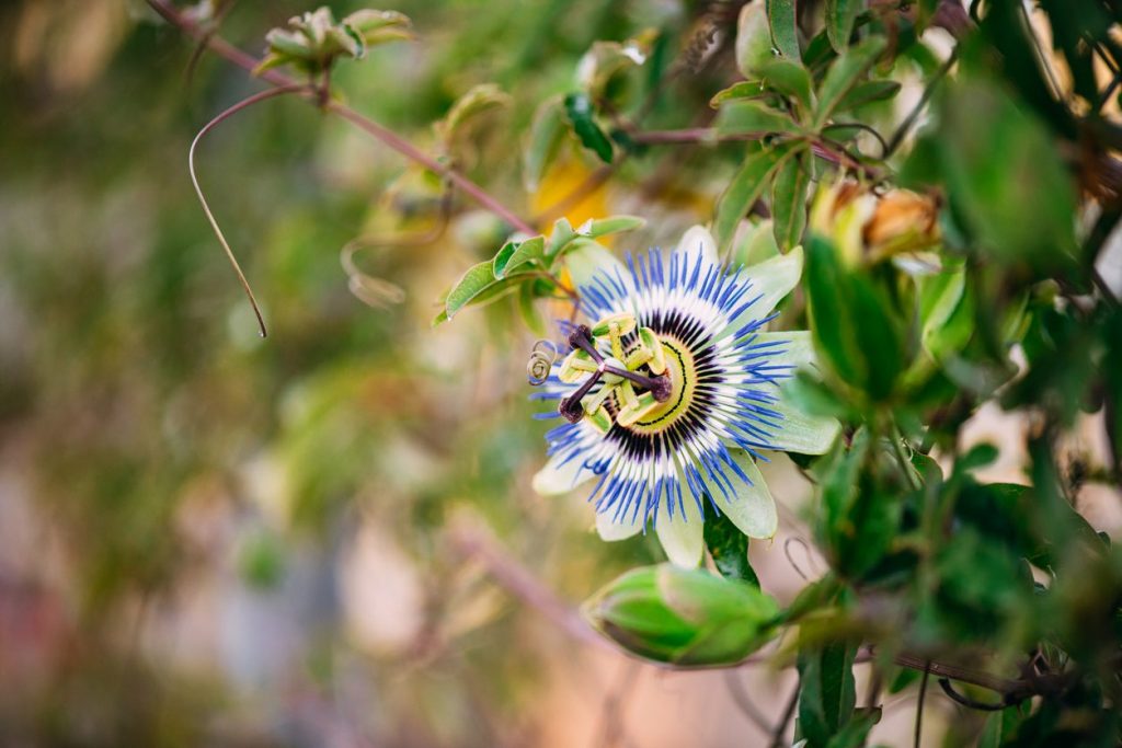 Passiflora: proprietà, usi e benefici della pianta | Ohga!