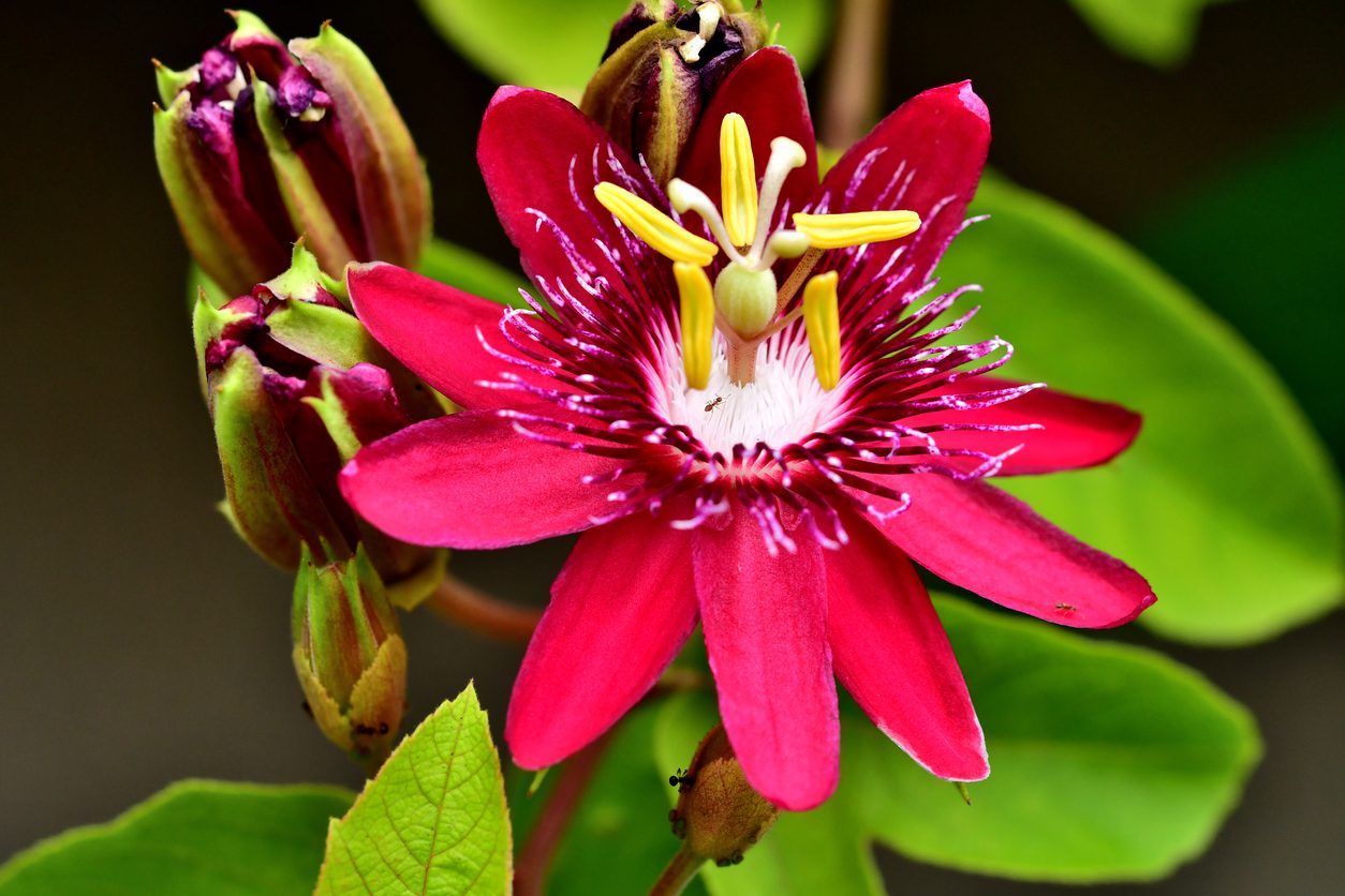 Passiflora: proprietà, usi e benefici della pianta | Ohga!