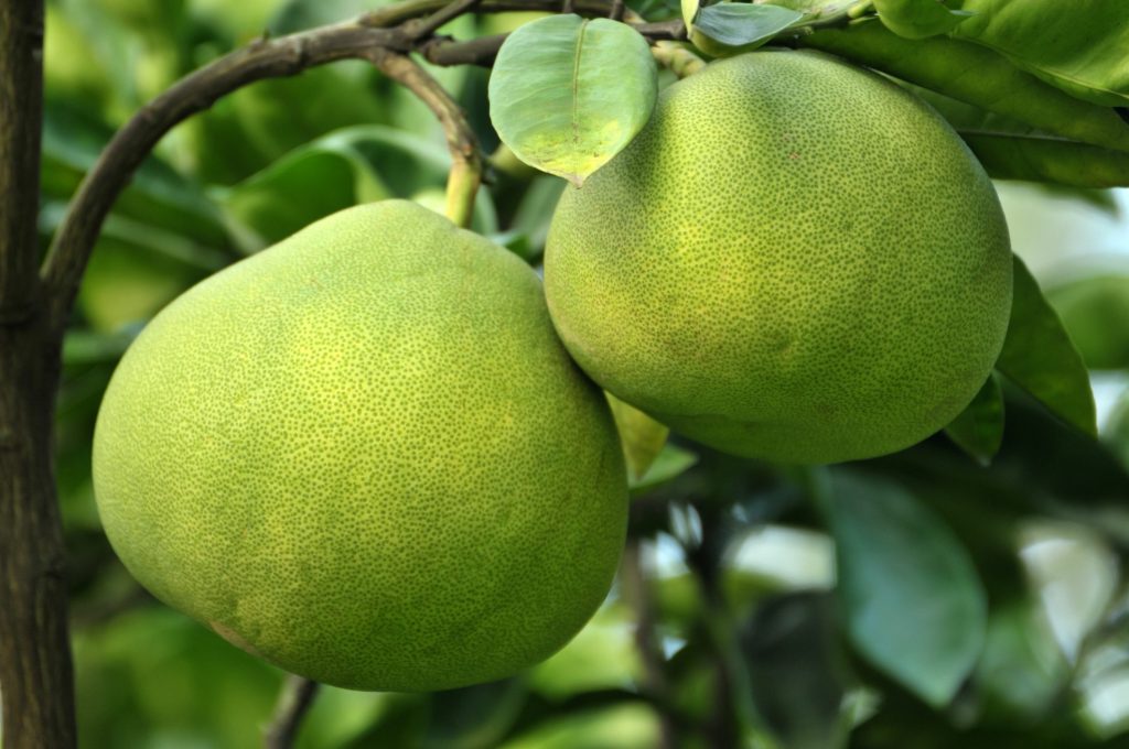 Pomelo: origine, benefici e come si mangia | Ohga!