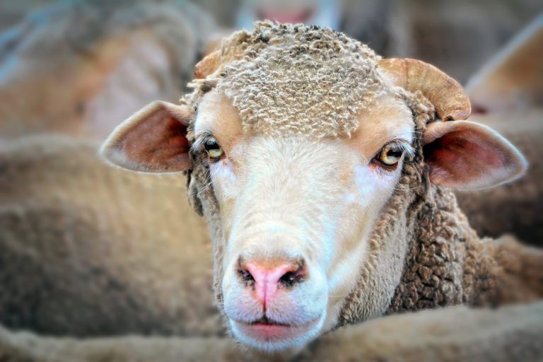 Formaggio di pecora: proprietà e valori nutrizionali | Ohga!