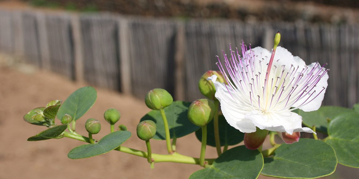 Capperi: le proprietà e i benefici | Ohga!