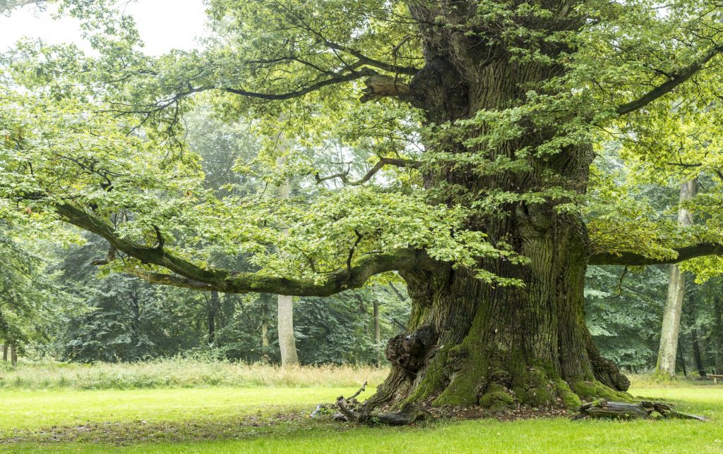 Il rovere più antico del mondo si trova in Aspromonte è ormai ha quasi ...