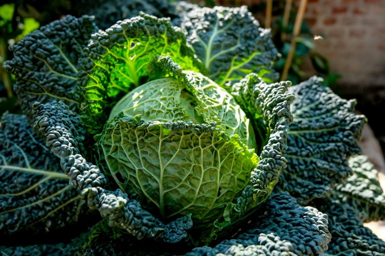 Il cavolo: tutte le varietà e le proprietà di questo ortaggio tipico ...