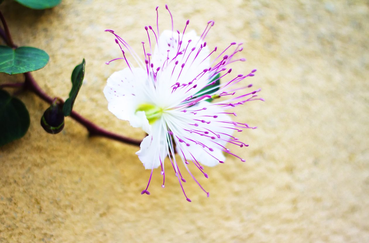 Capperi: le proprietà e i benefici | Ohga!