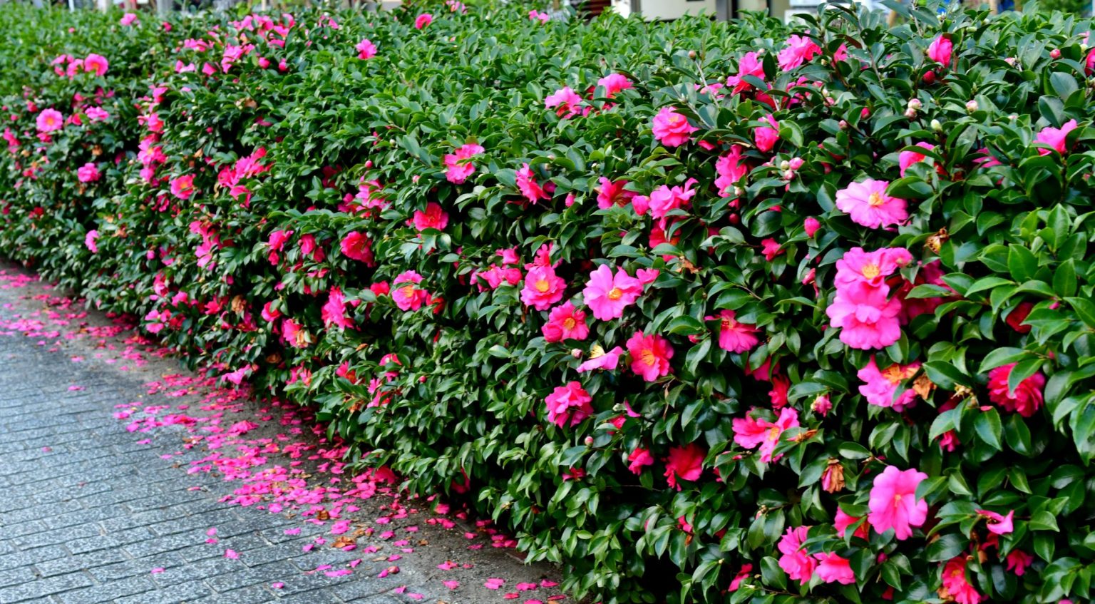Camelia: consigli per la coltivazione in vaso e in giardino | Ohga!