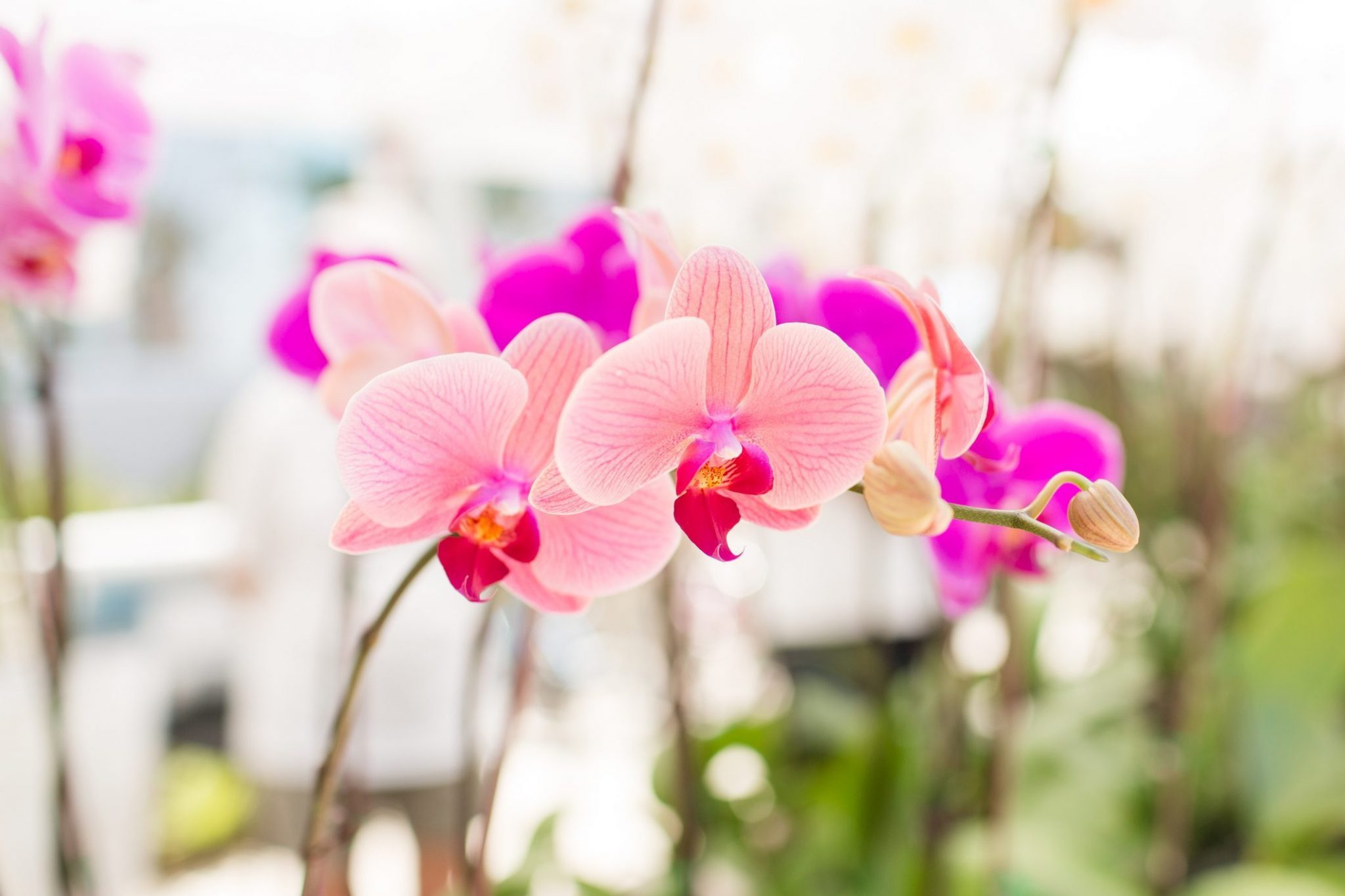 Come innaffiare l'orchidea in casa e come capire quando ha bisogno di ...