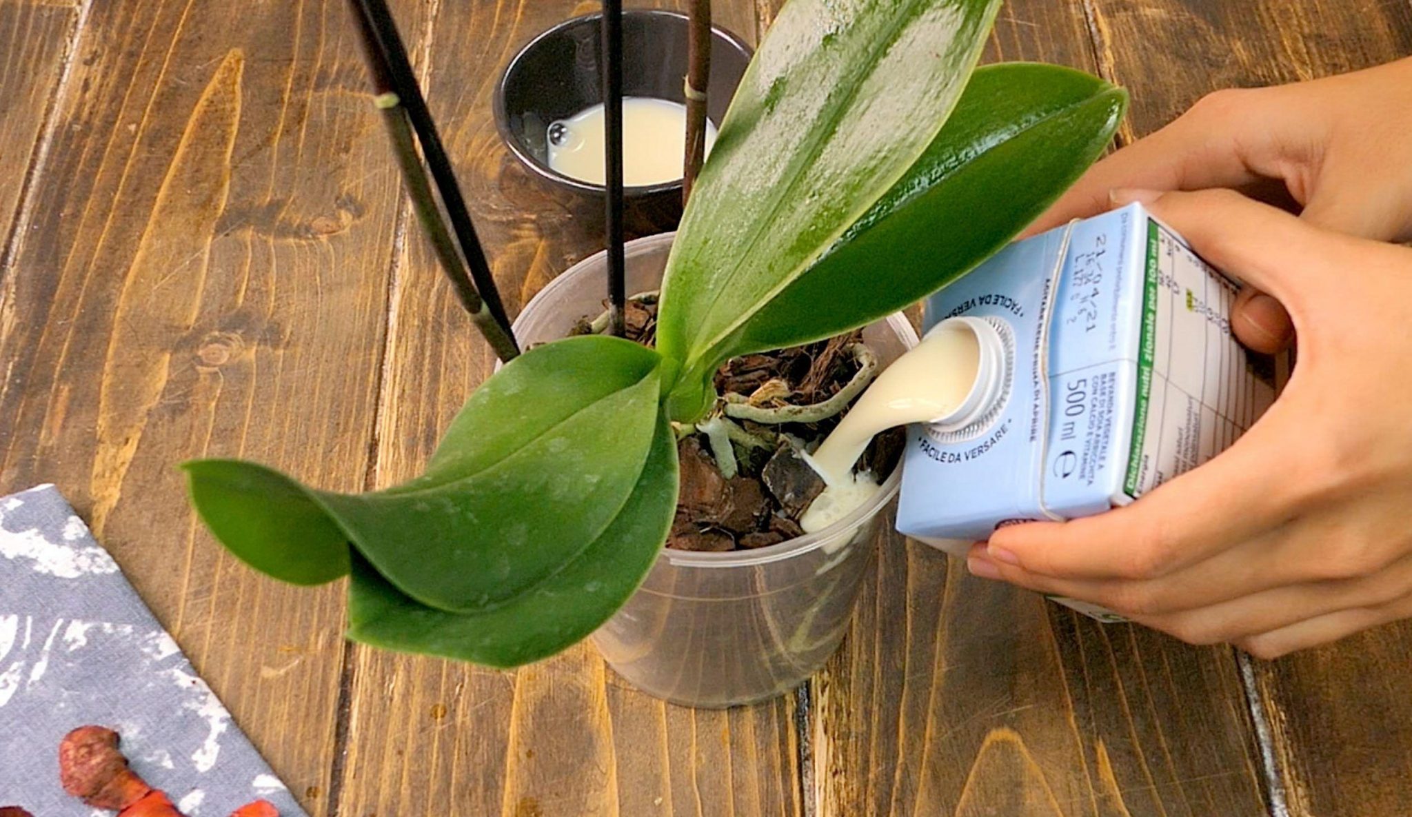 Come curare le orchidee | Ohga!