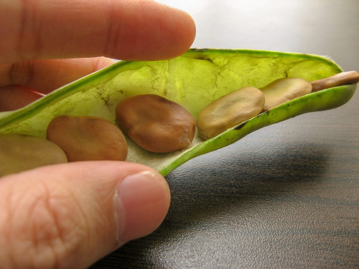 Semi di papavero: proprietà, come usarli e controindicazioni | Ohga!