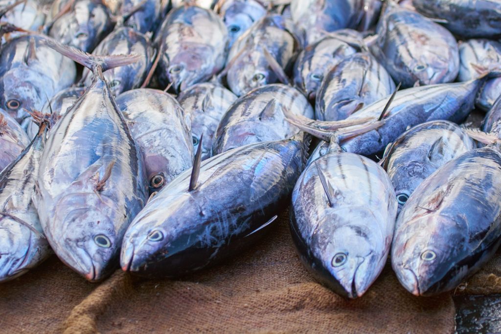 Tonno sostenibile: qual è il metodo di pesca che ti assicura di fare la ...