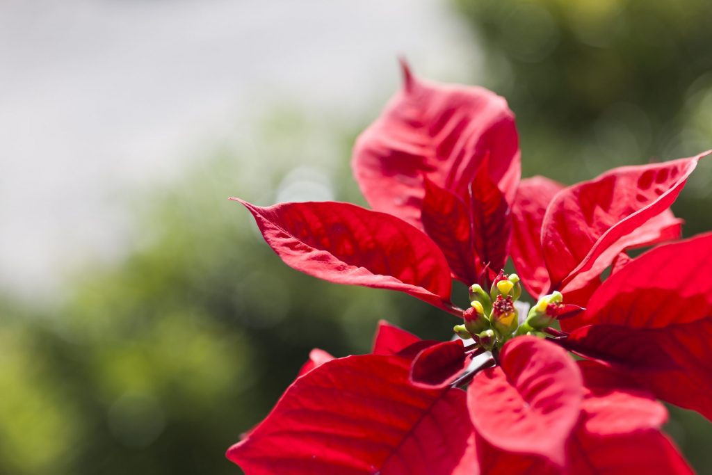 Come si cura e si coltiva la stella di Natale per farla rifiorire | Ohga!
