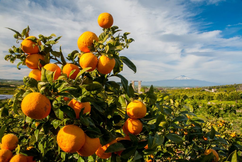 Arancia Rossa di Sicilia IGP, un concentrato di vitamine e di ...