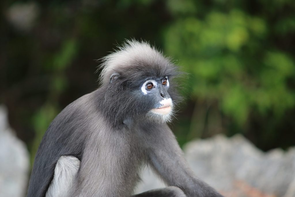 Scoperto il Popa langur, il primate che è già a rischio di estinzione ...