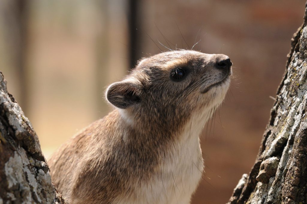 Scoperto nuovo mammifero in Kenya che abita le foreste | Ohga!