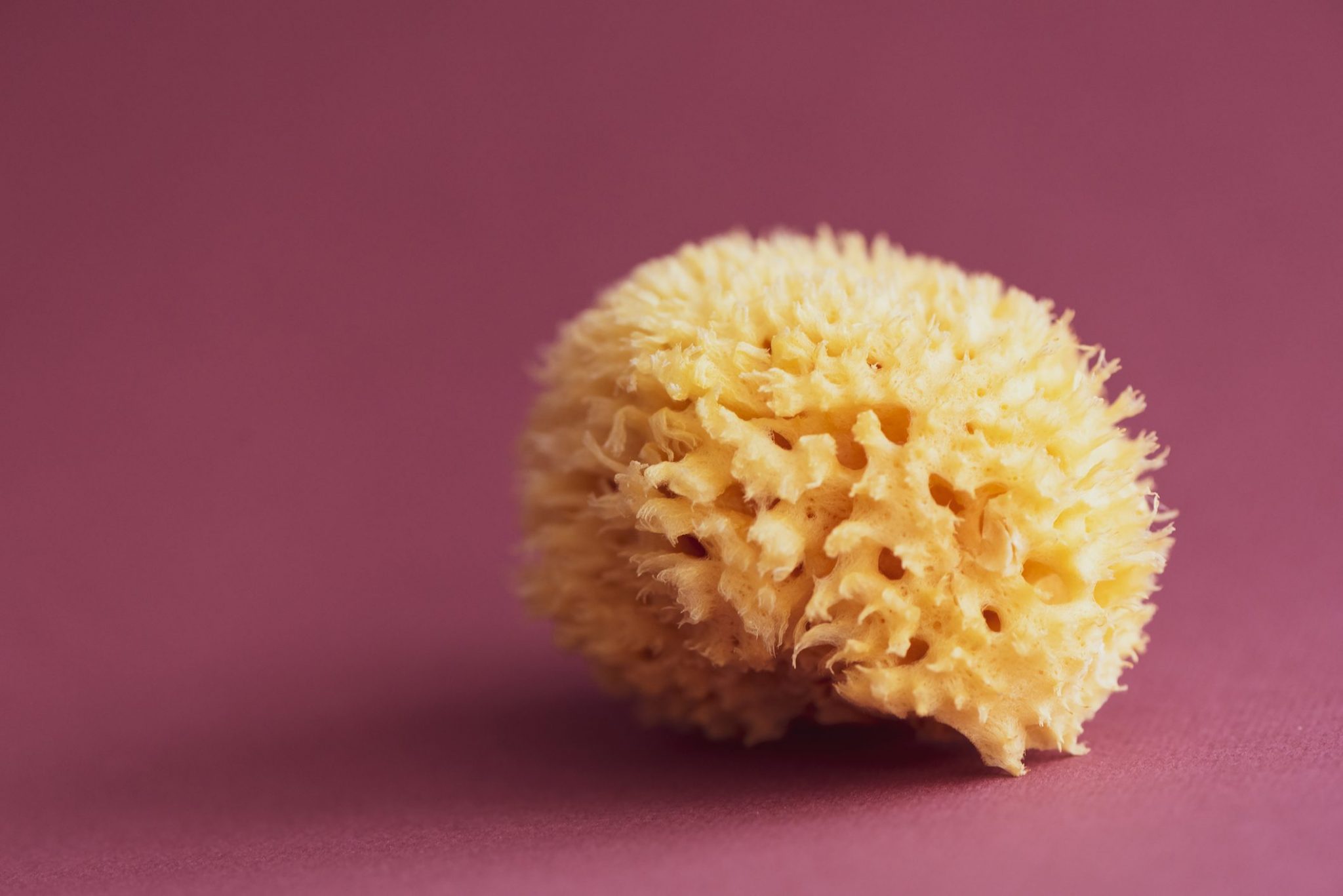 Spugne naturali: quali sono, usi e benefici | Ohga!