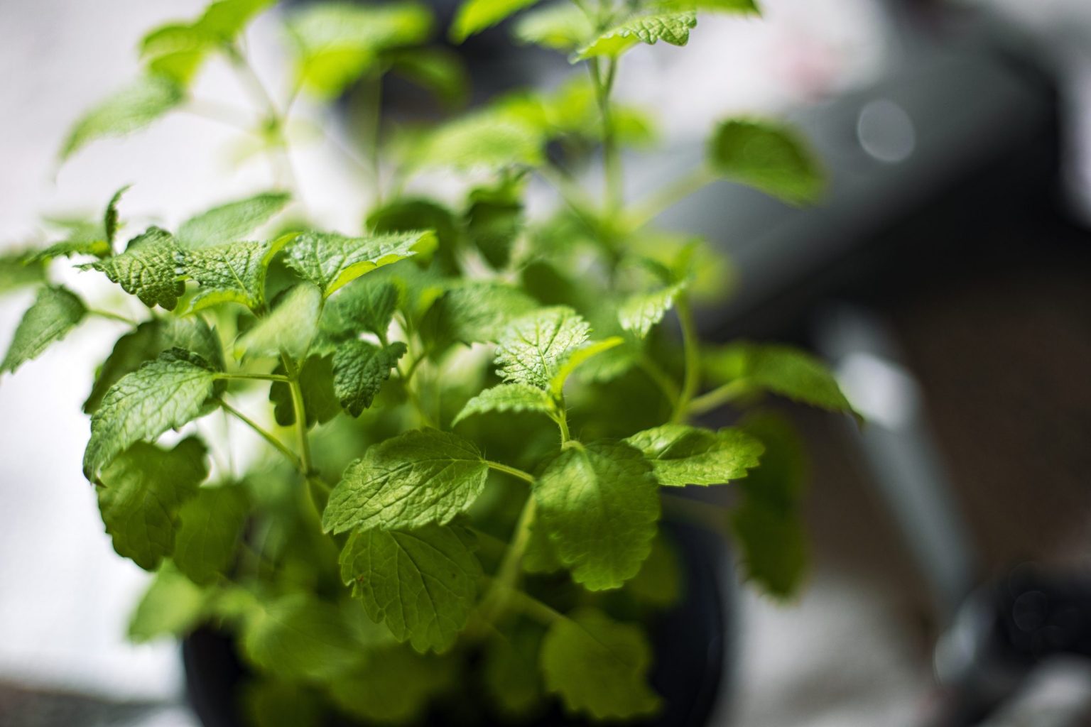 Come conservare la menta in inverno, caratteristiche della pianta e ...