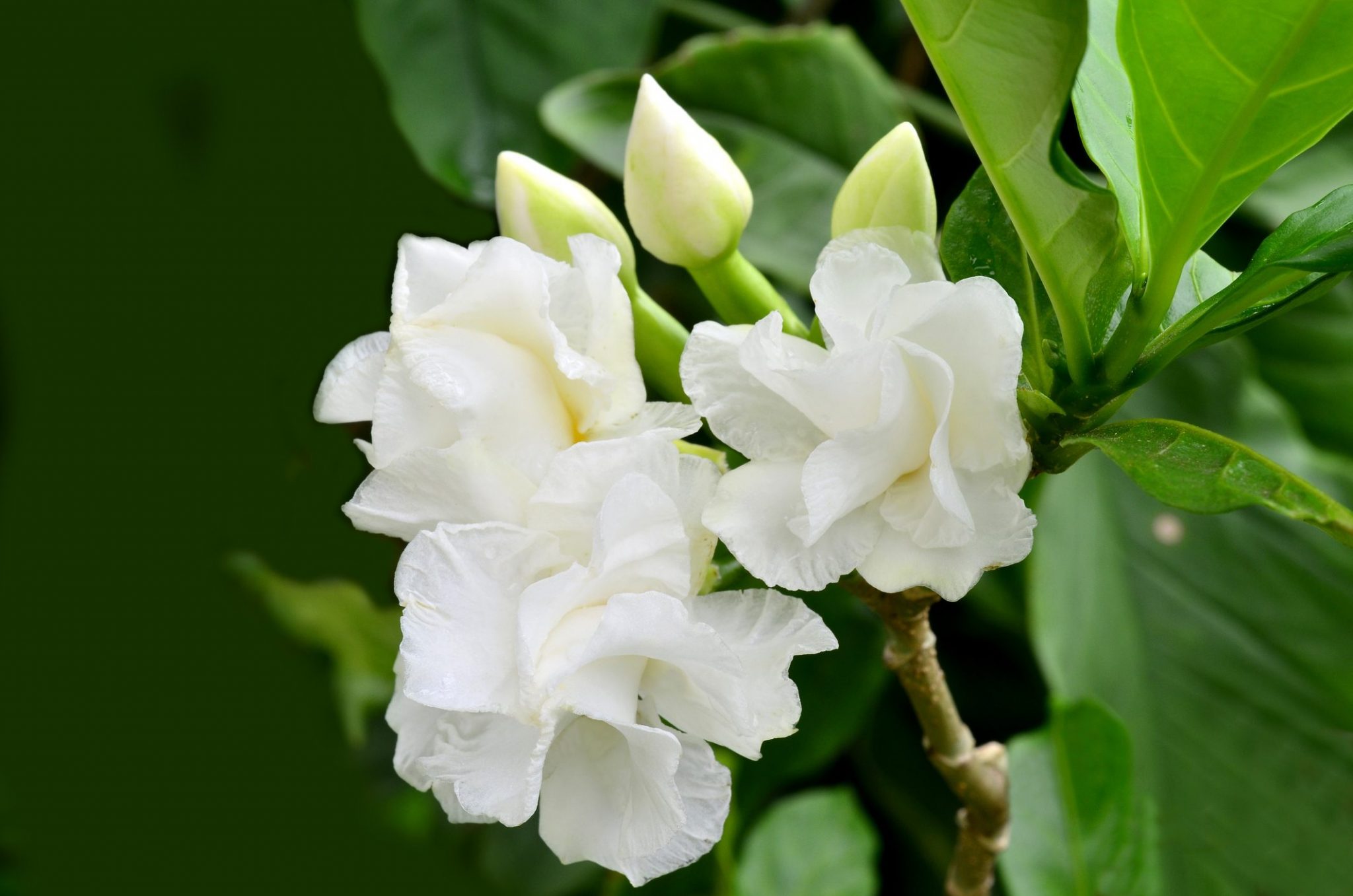 Gardenia: come si coltiva in casa e in giardino | Ohga!