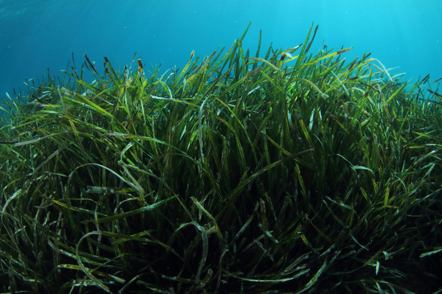 Da Pisa un progetto per salvare la Posidonia oceanica: reti ...
